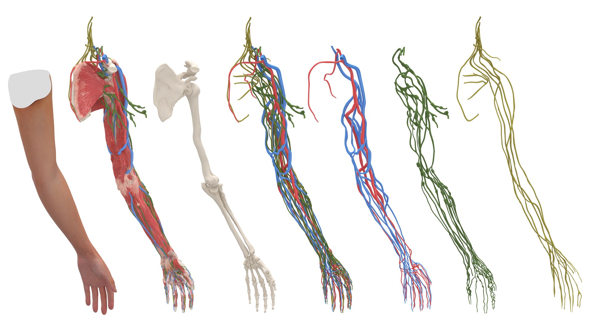 Arm Realistic Anatomy Female 3D model - TurboSquid 2133341