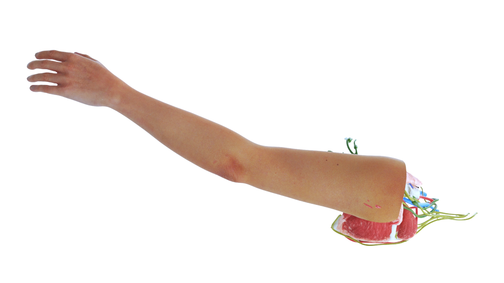 Arm Realistic Anatomy Female 3D Model - TurboSquid 2133341