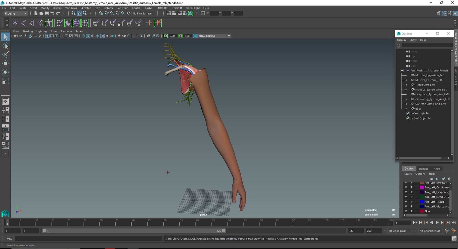 Arm Realistic Anatomy Female 3D model - TurboSquid 2133341