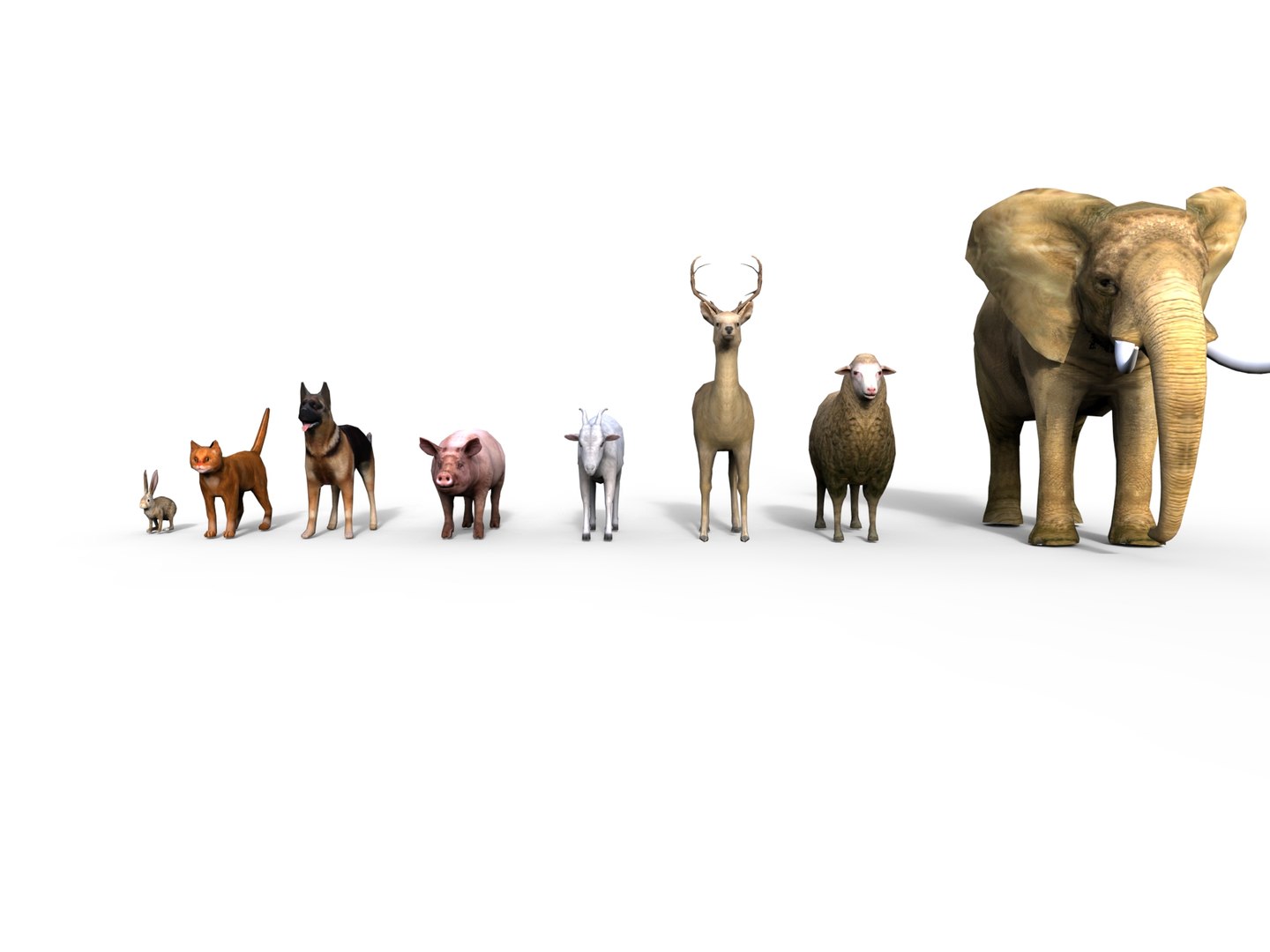 8 Animal 3d Model