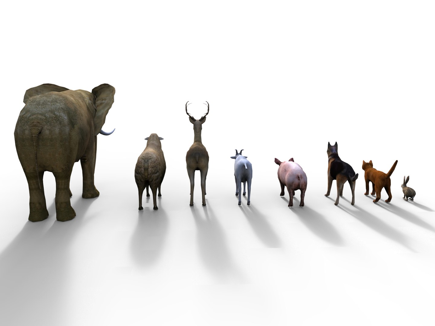 8 Animal 3d Model