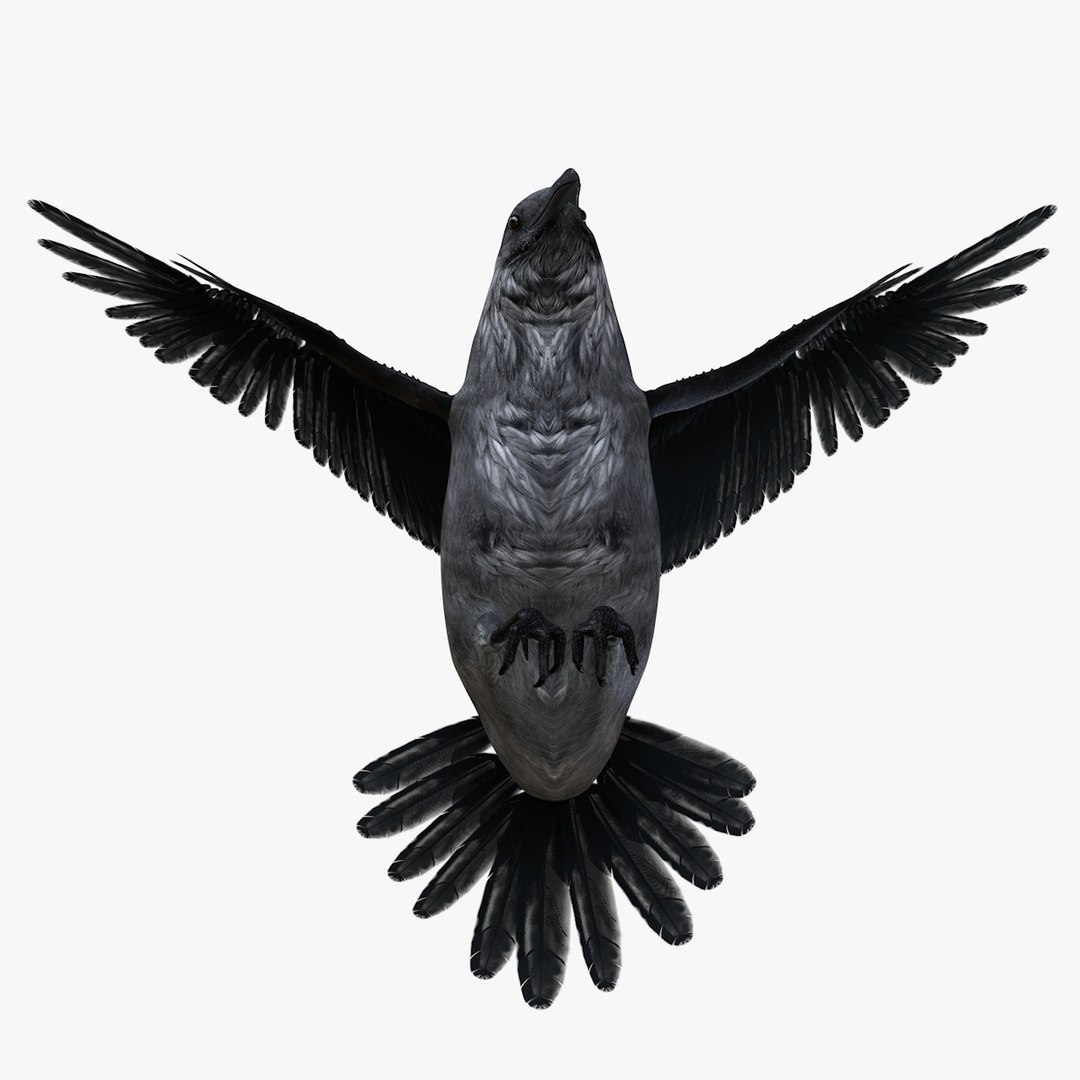 3D Model Raven Bird - TurboSquid 1536948