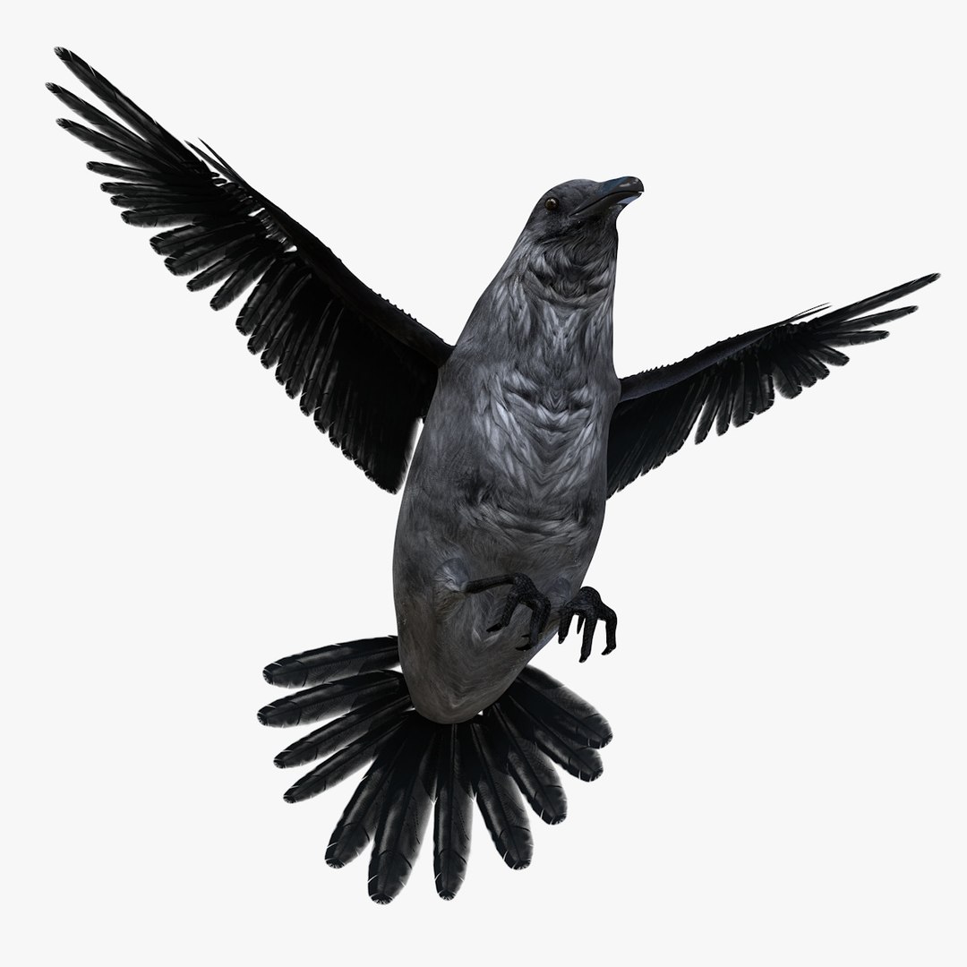 3D Model Raven Bird - TurboSquid 1536948