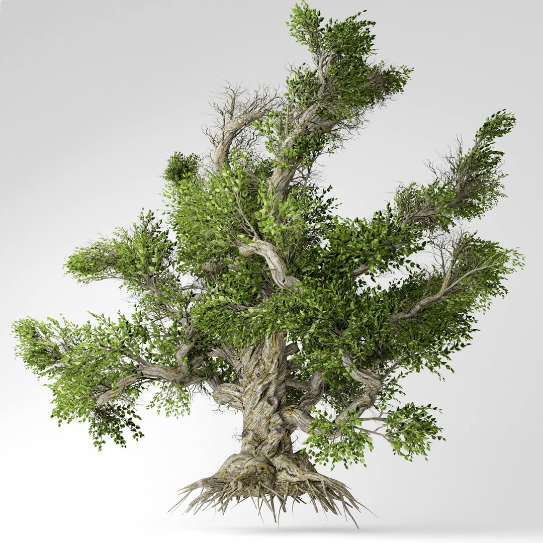 3D Old Tree Model - TurboSquid 1474945