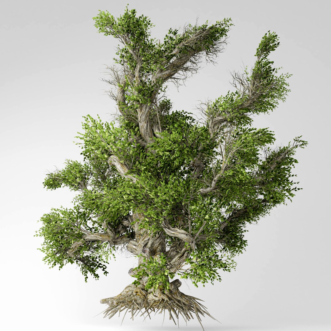 3D Old Tree Model - TurboSquid 1474945