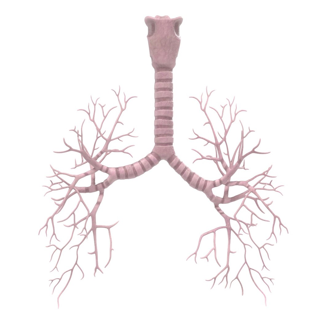 Respiratory System 3D Model - TurboSquid 2389000