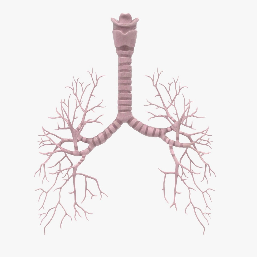 3d Bronchi