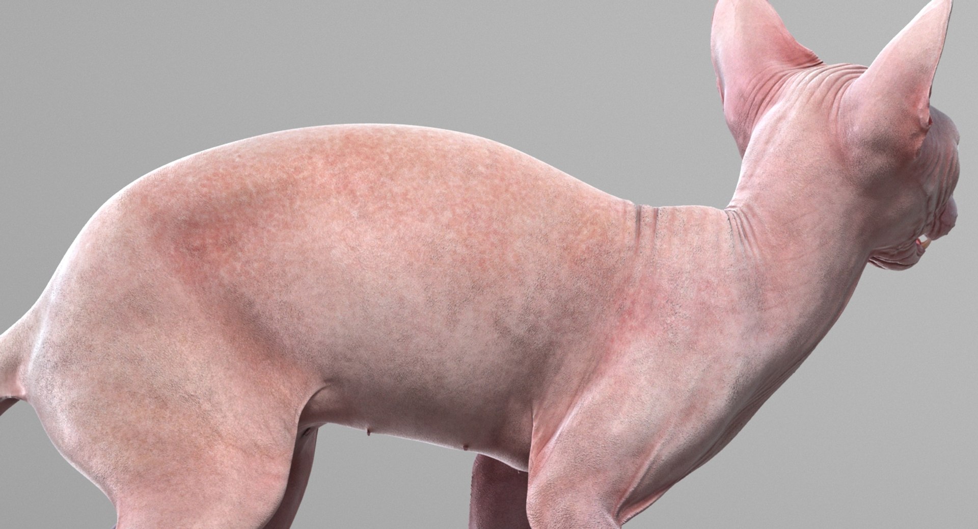 3D sphynx cat rigged model - TurboSquid 1406342