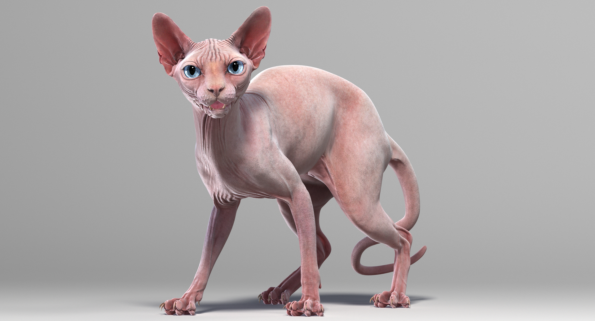 3D sphynx cat rigged model - TurboSquid 1406342