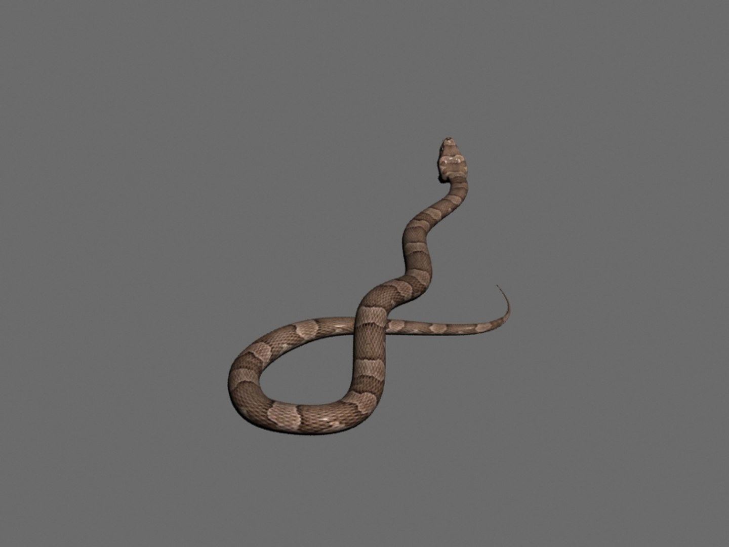 Snake 3d Max