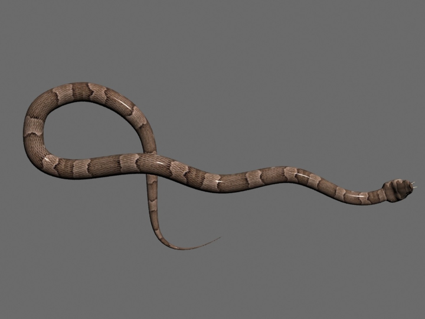 Snake 3d Max