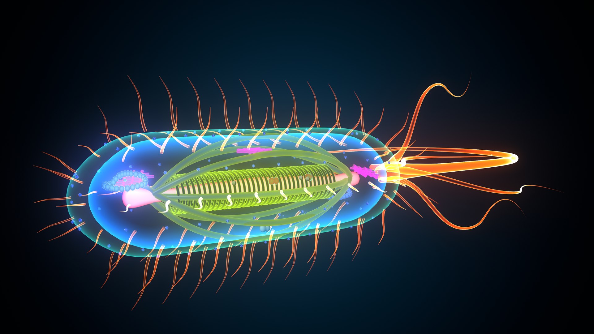 3D model bacteria - TurboSquid 1819702