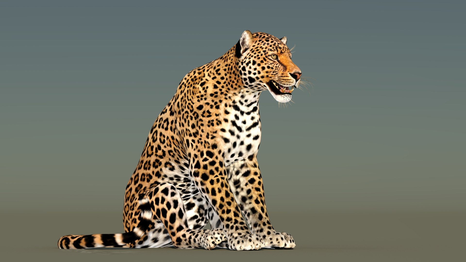 3D Leopard Rigged - TurboSquid 1813613