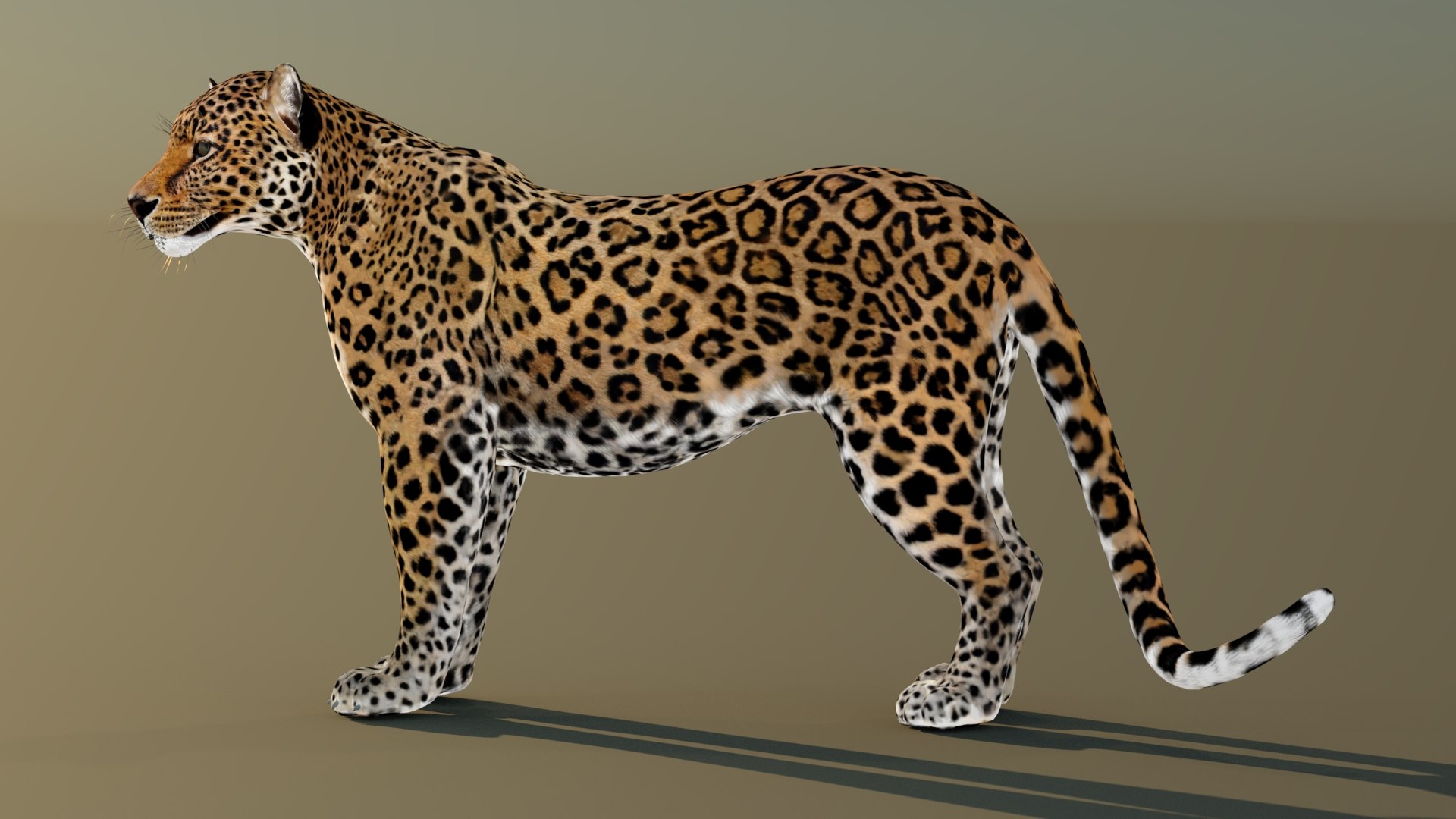 3D Leopard Rigged - TurboSquid 1813613