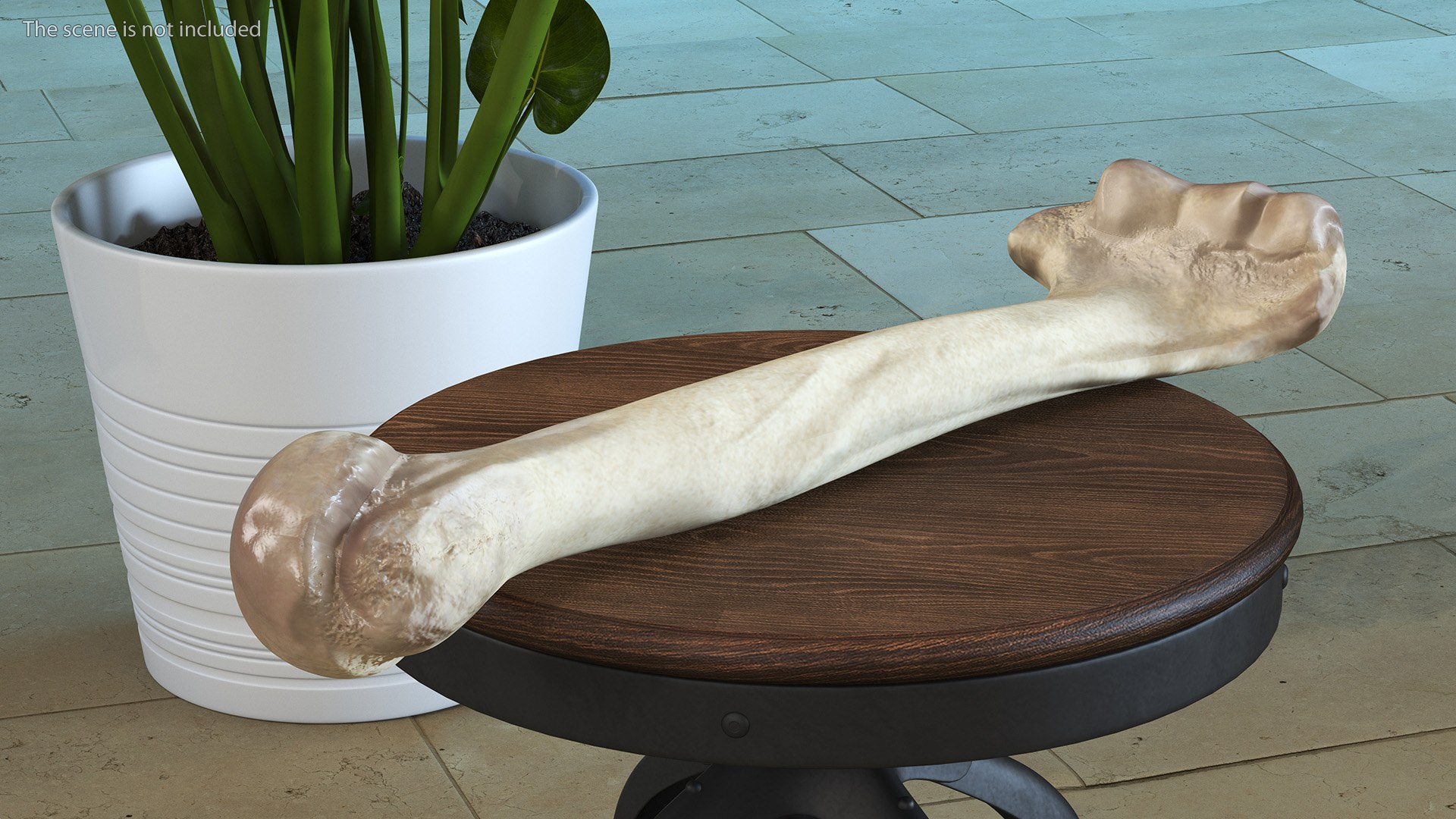 Bone 3D - TurboSquid 2061808