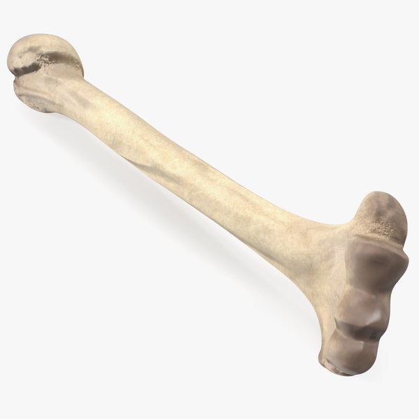 Free Blender Bone Models | TurboSquid