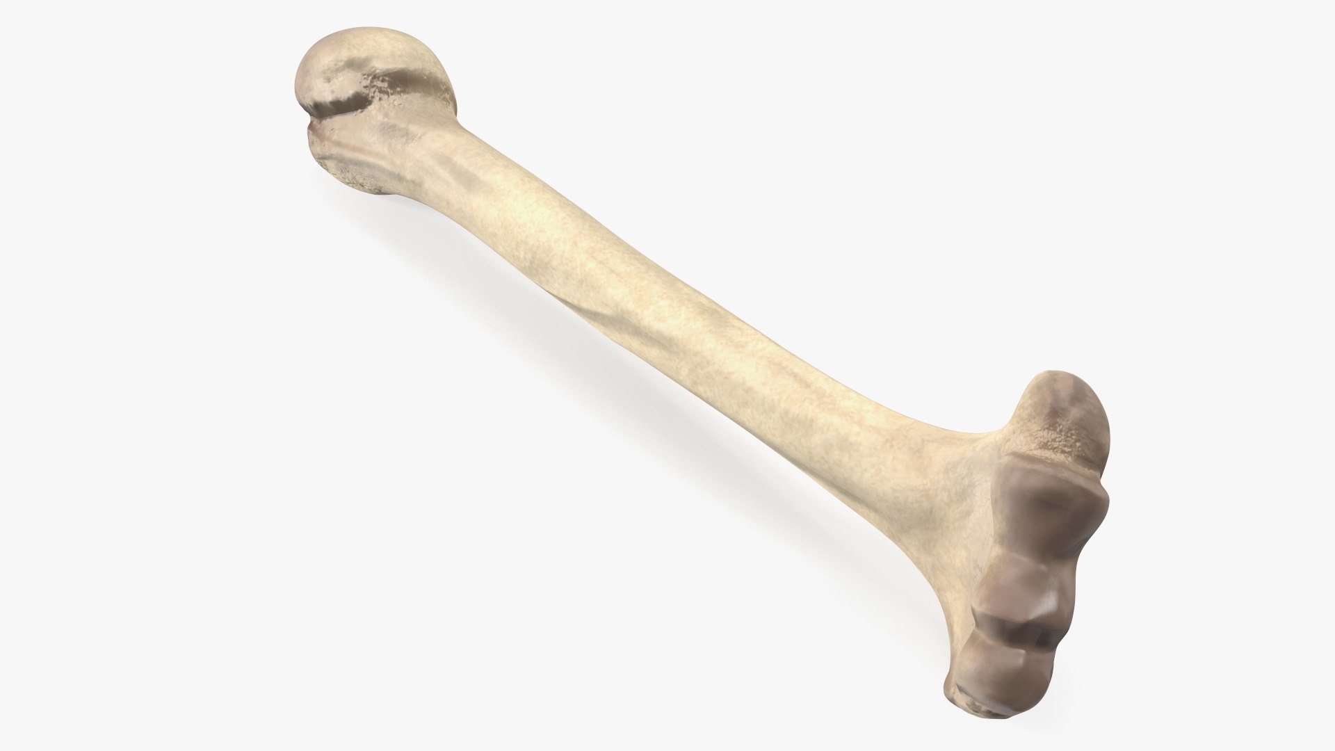 Bone 3D - TurboSquid 2061808