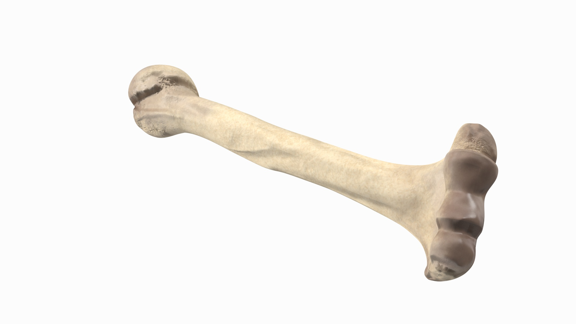 Bone 3D - TurboSquid 2061808