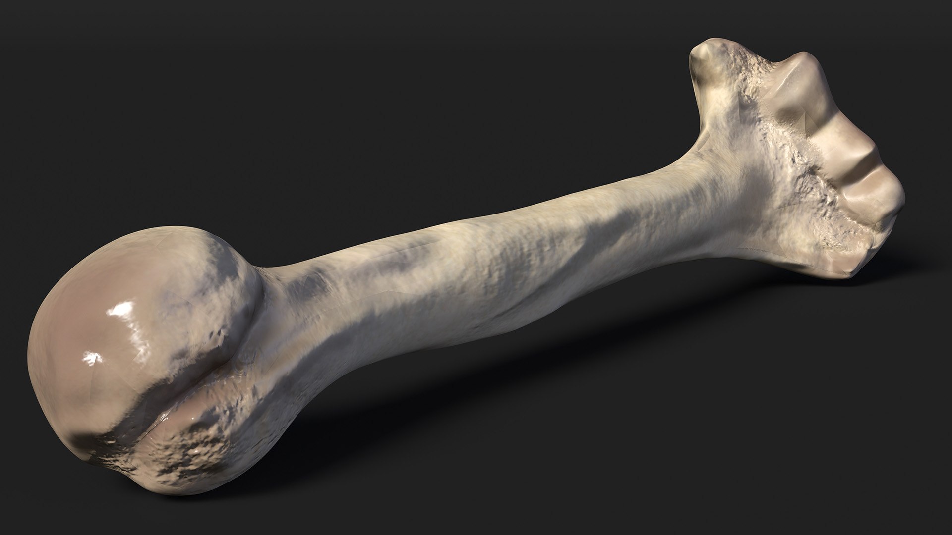 Bone 3D - TurboSquid 2061808