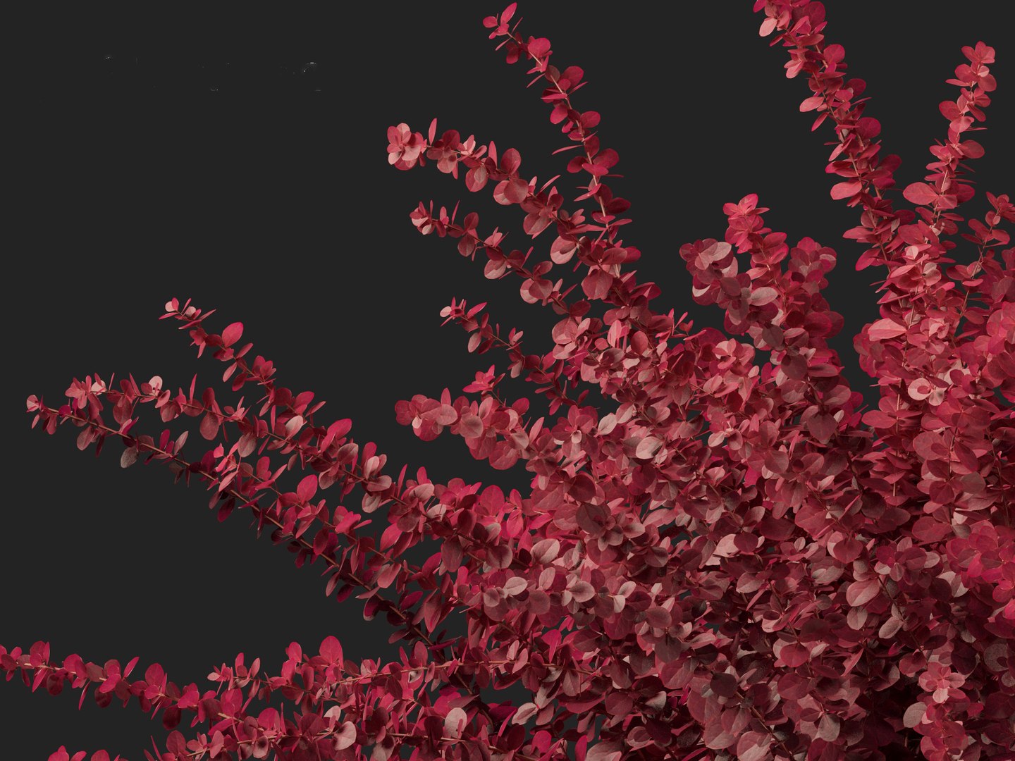 Berberis Thunbergii F Atropurpurea Gentry - Royal Burgundy Japanese ...