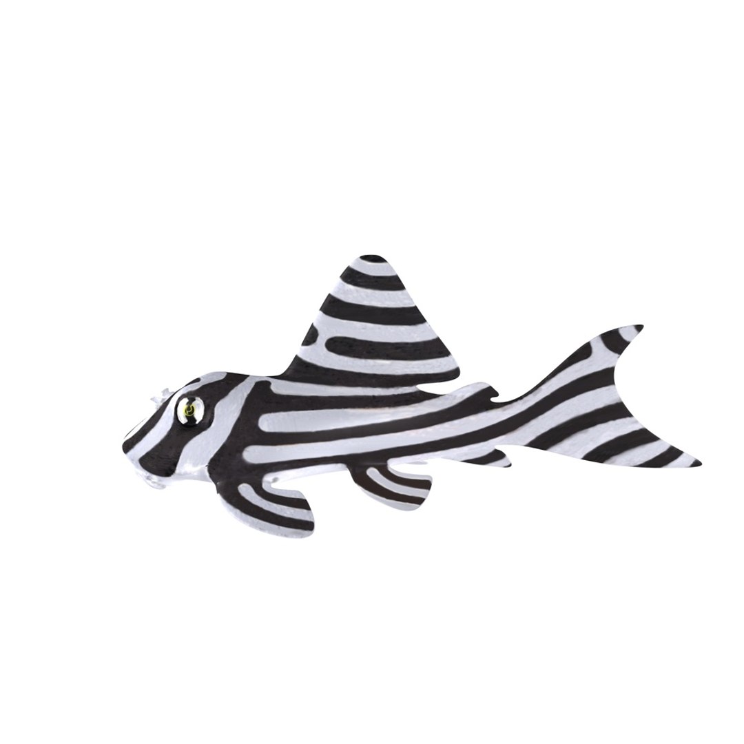 Zebra Pleco 3d C4d