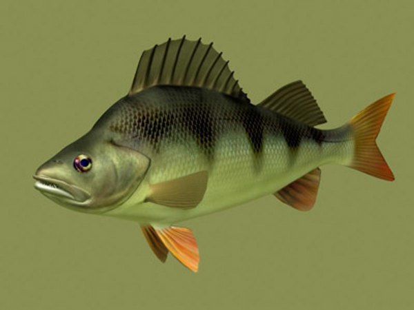 Perch 3D Models for Download | TurboSquid
