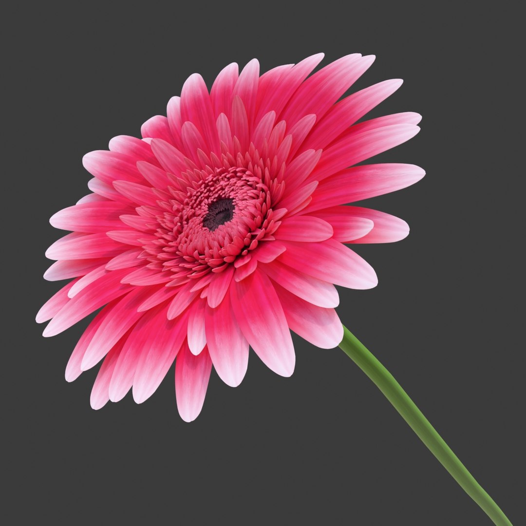 Gerbera Stem 3D Model - TurboSquid 1195718