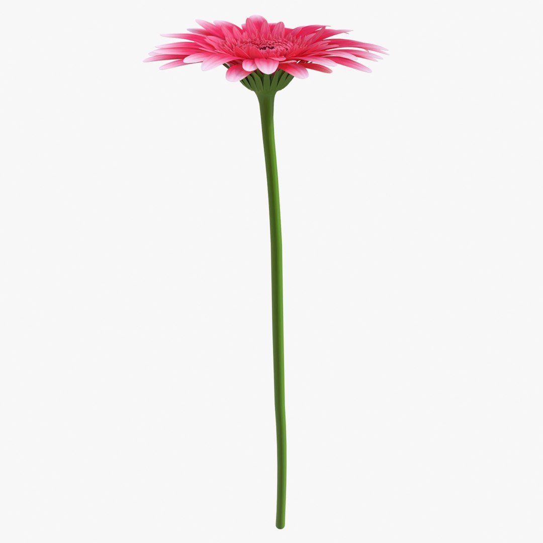 Gerbera Stem 3D Model - TurboSquid 1195718