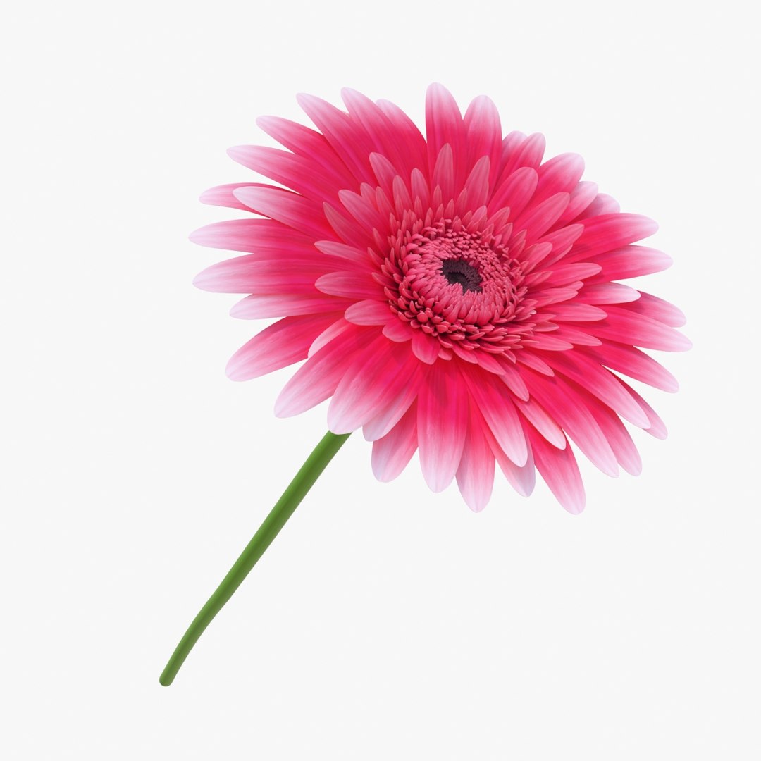 Gerbera Stem 3D Model - TurboSquid 1195718