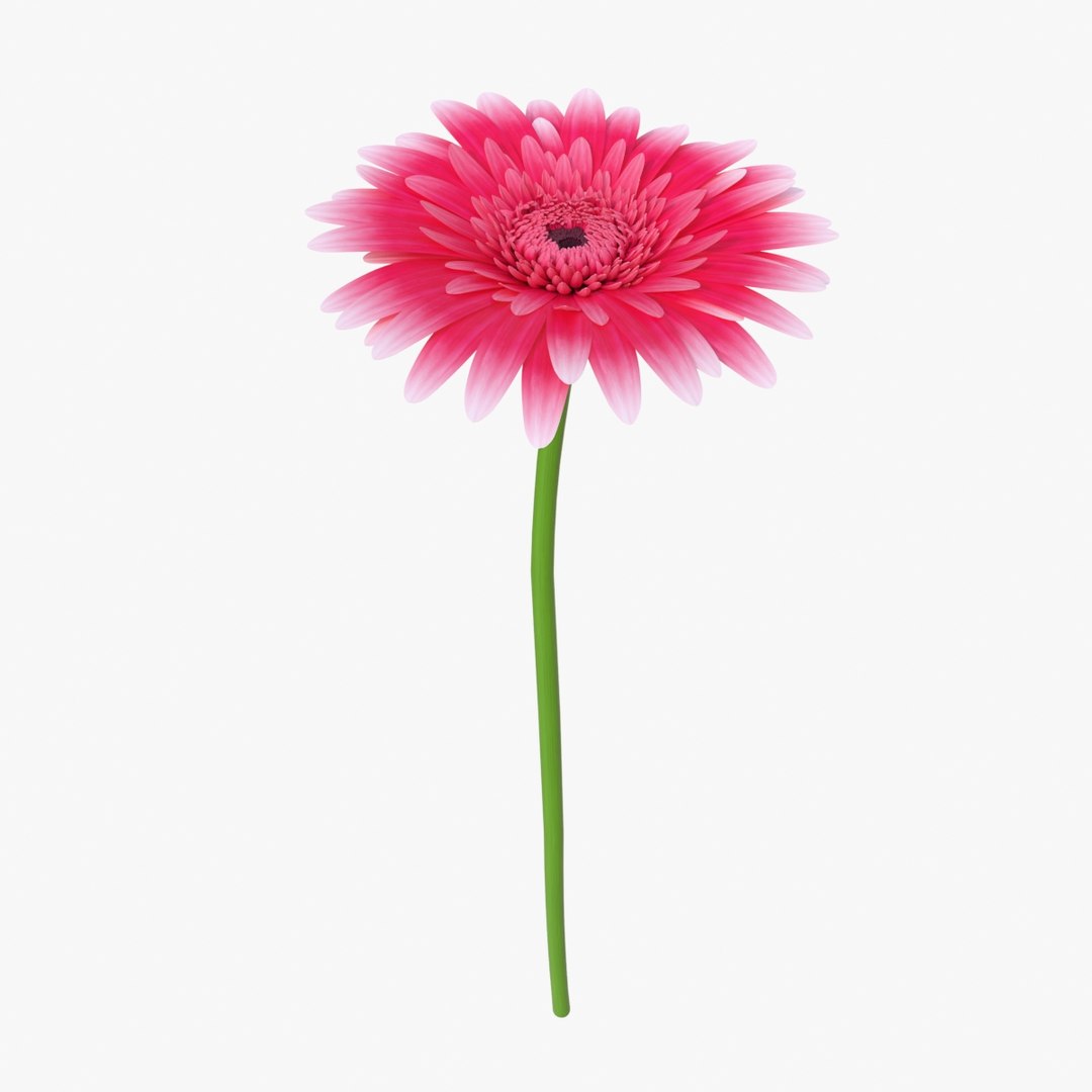 Gerbera Stem 3D Model - TurboSquid 1195718