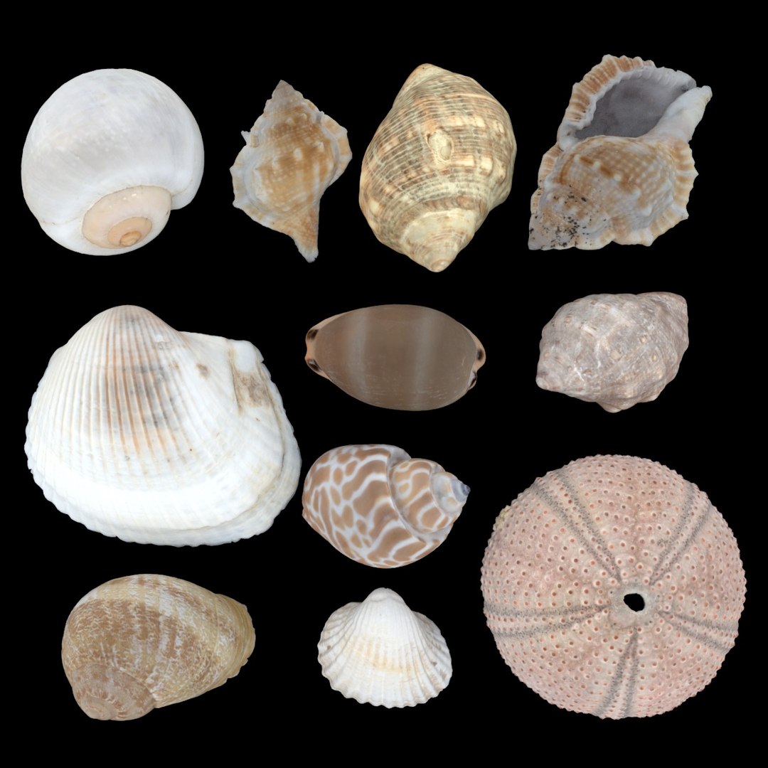 3D FBX conch shell pack