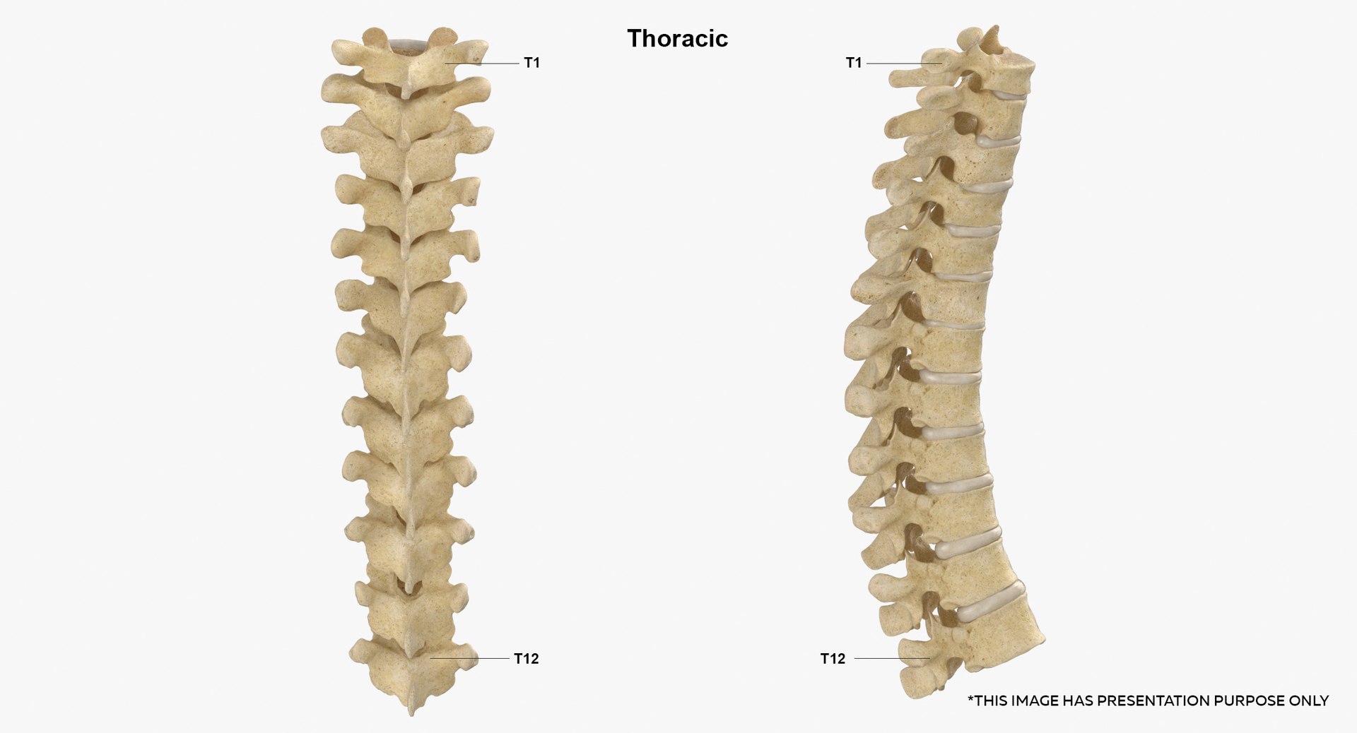 3D Human Thoracic Vertebrae TH1 To TH12 Bones Yellow Collection 01 - 2 ...