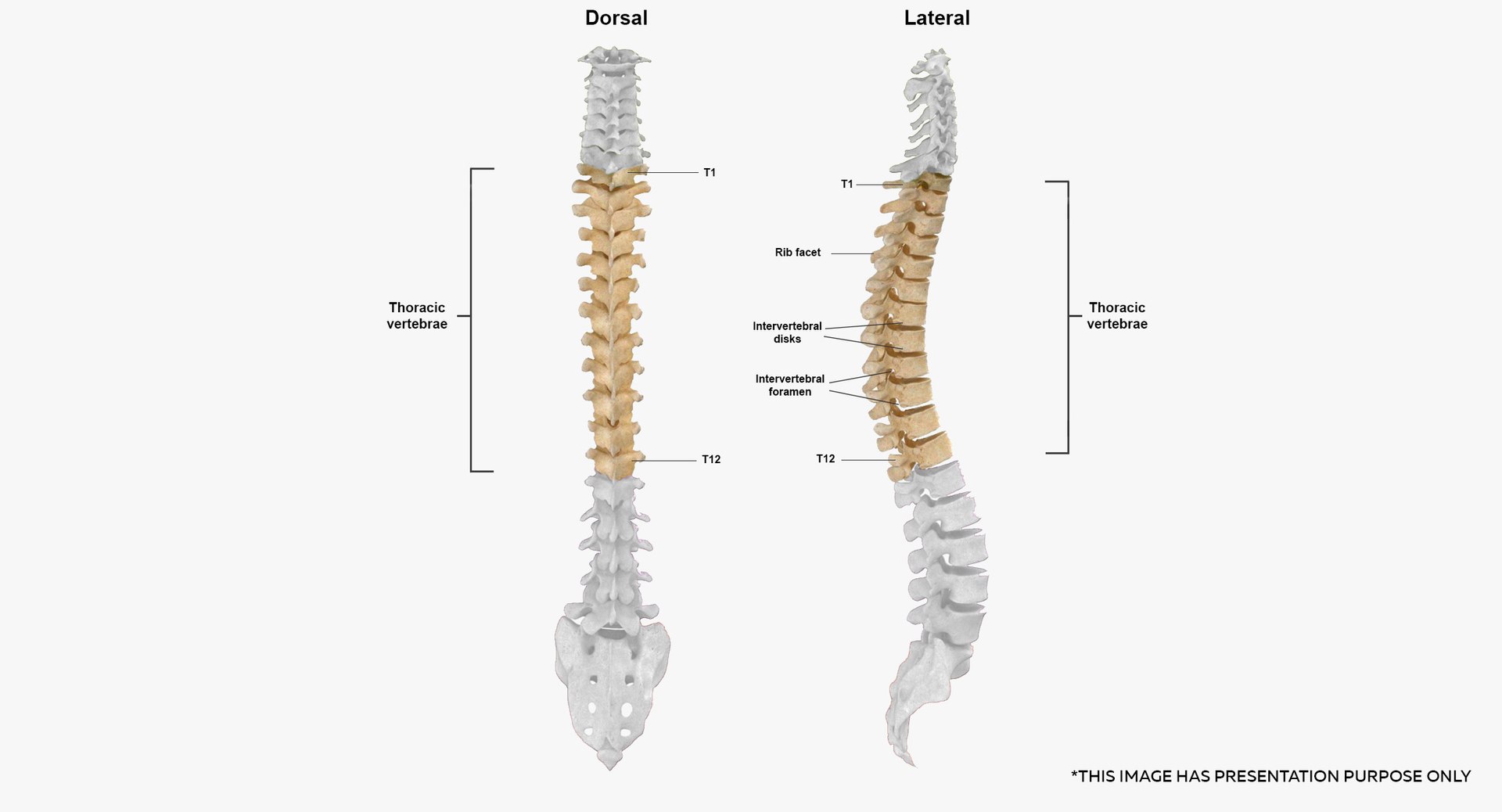 3D Human Thoracic Vertebrae TH1 To TH12 Bones Yellow Collection 01 - 2 Models Model - TurboSquid ...