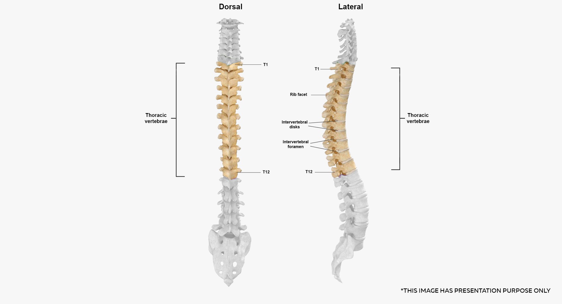 3D Human Thoracic Vertebrae TH1 to TH12 Bones Yellow Collection 01 - 2 ...