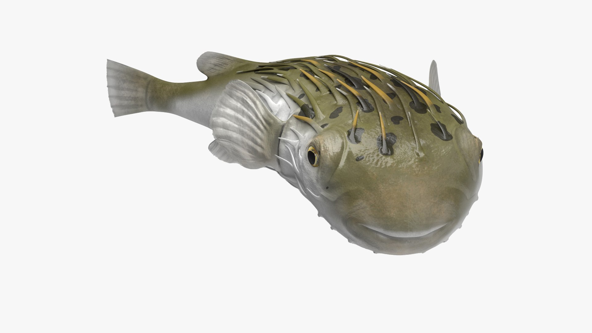 3D Model Puffer Fish Rigged For Cinema 4D - TurboSquid 2191671