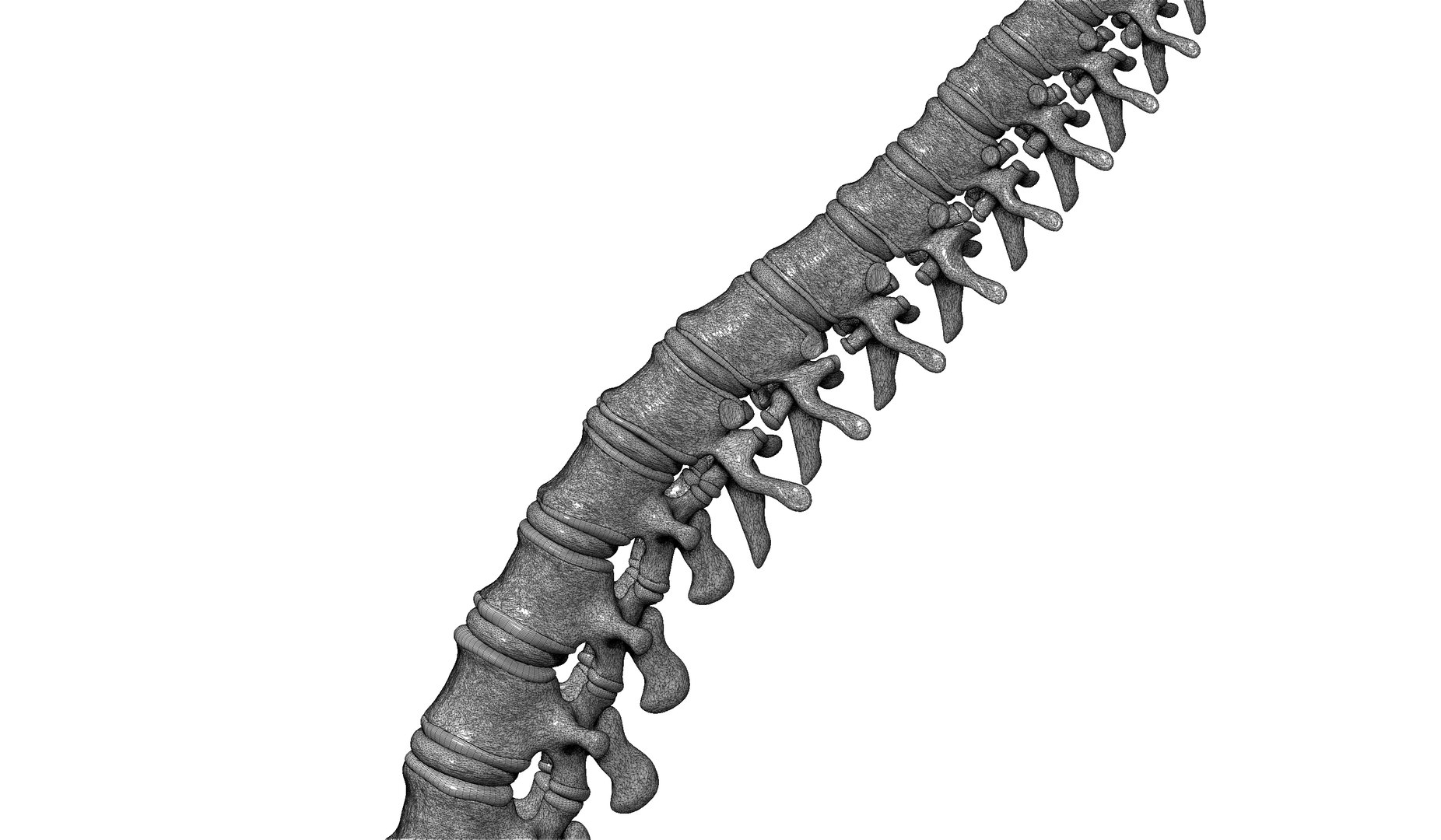 SPINE And Sacrum Printable Model - TurboSquid 1849011