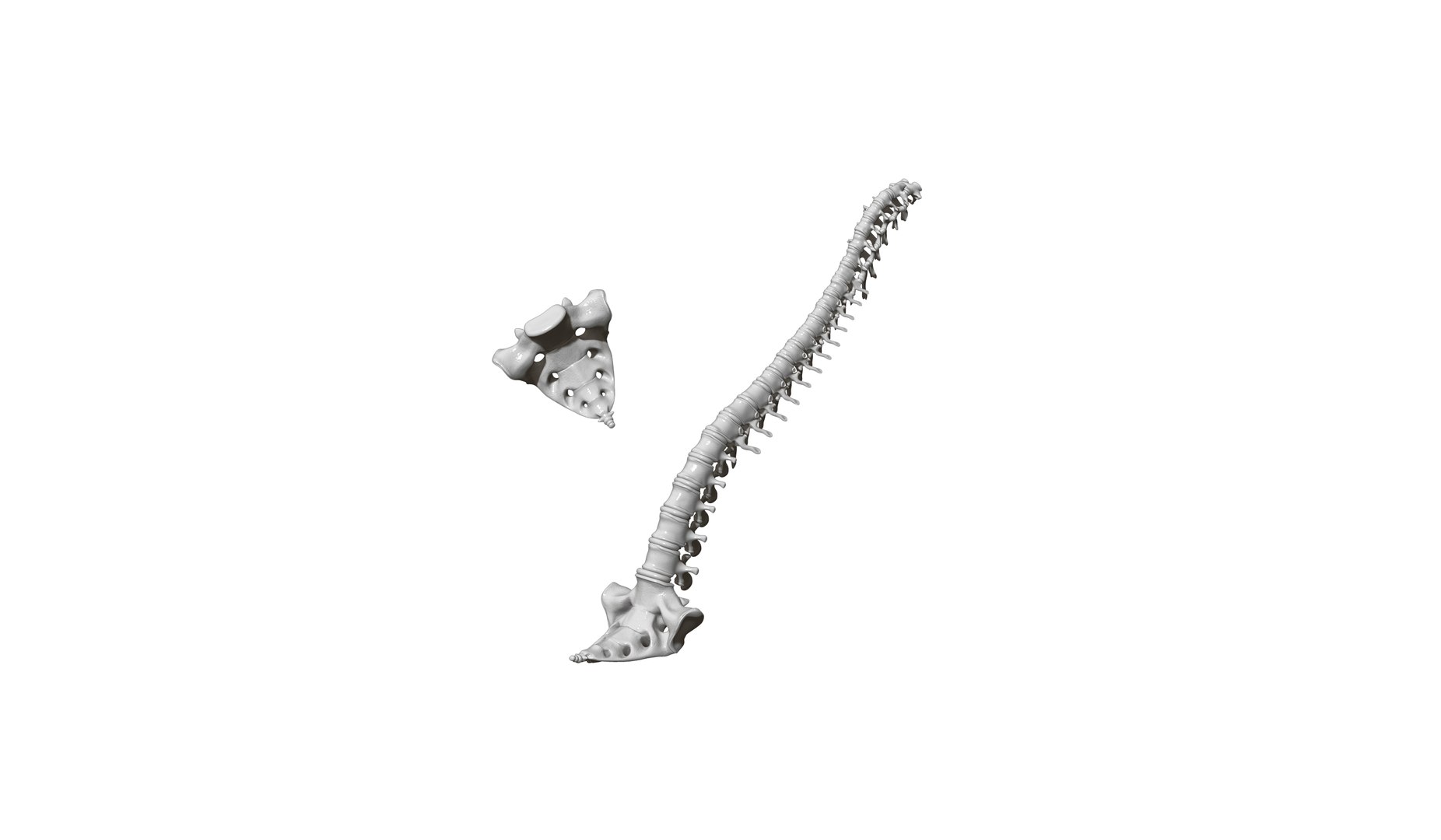 SPINE And Sacrum Printable Model - TurboSquid 1849011