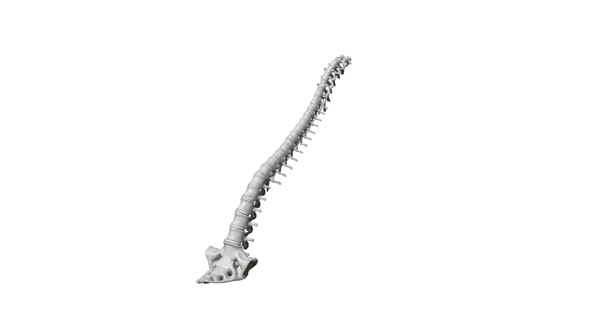 SPINE And Sacrum Printable Model - TurboSquid 1849011