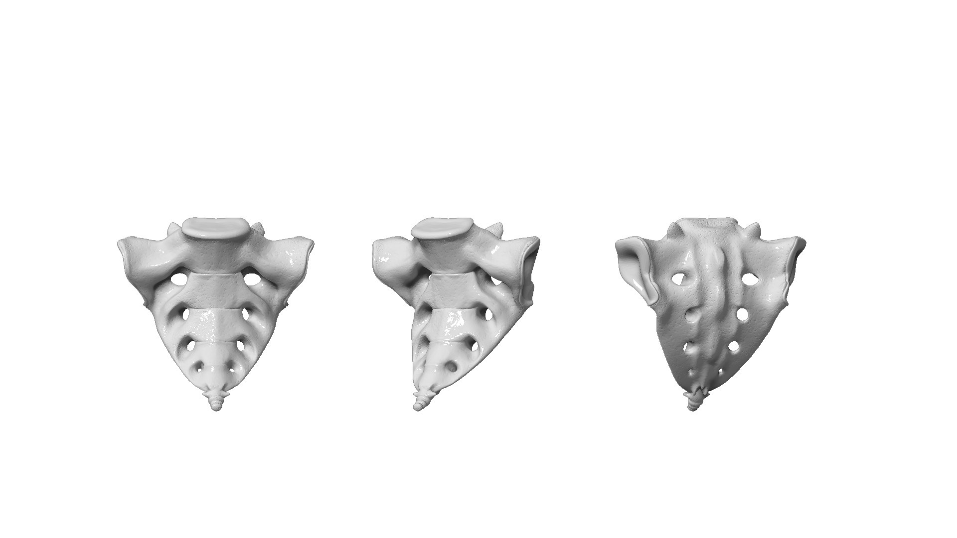 SPINE And Sacrum Printable Model - TurboSquid 1849011