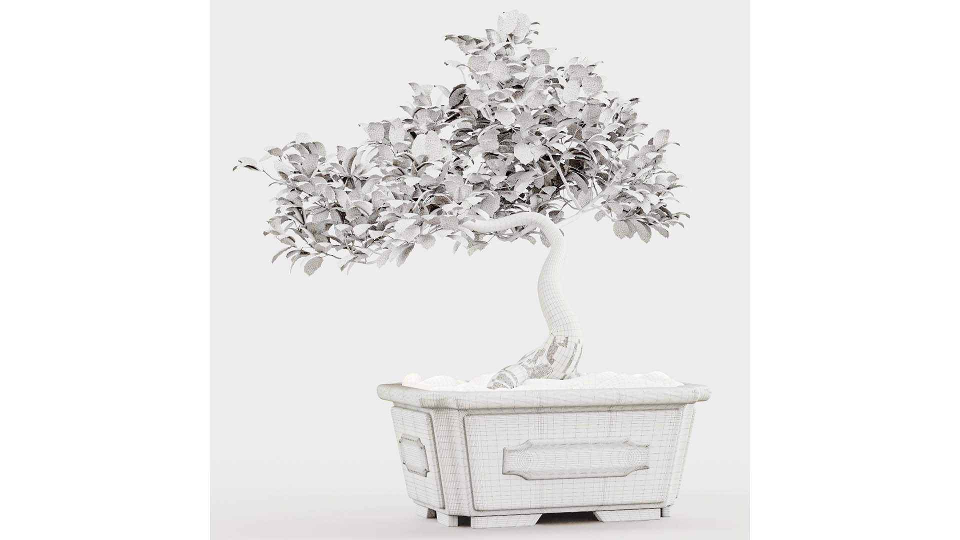 3D Model Indoor Plant Bonsai 02 - TurboSquid 2255789