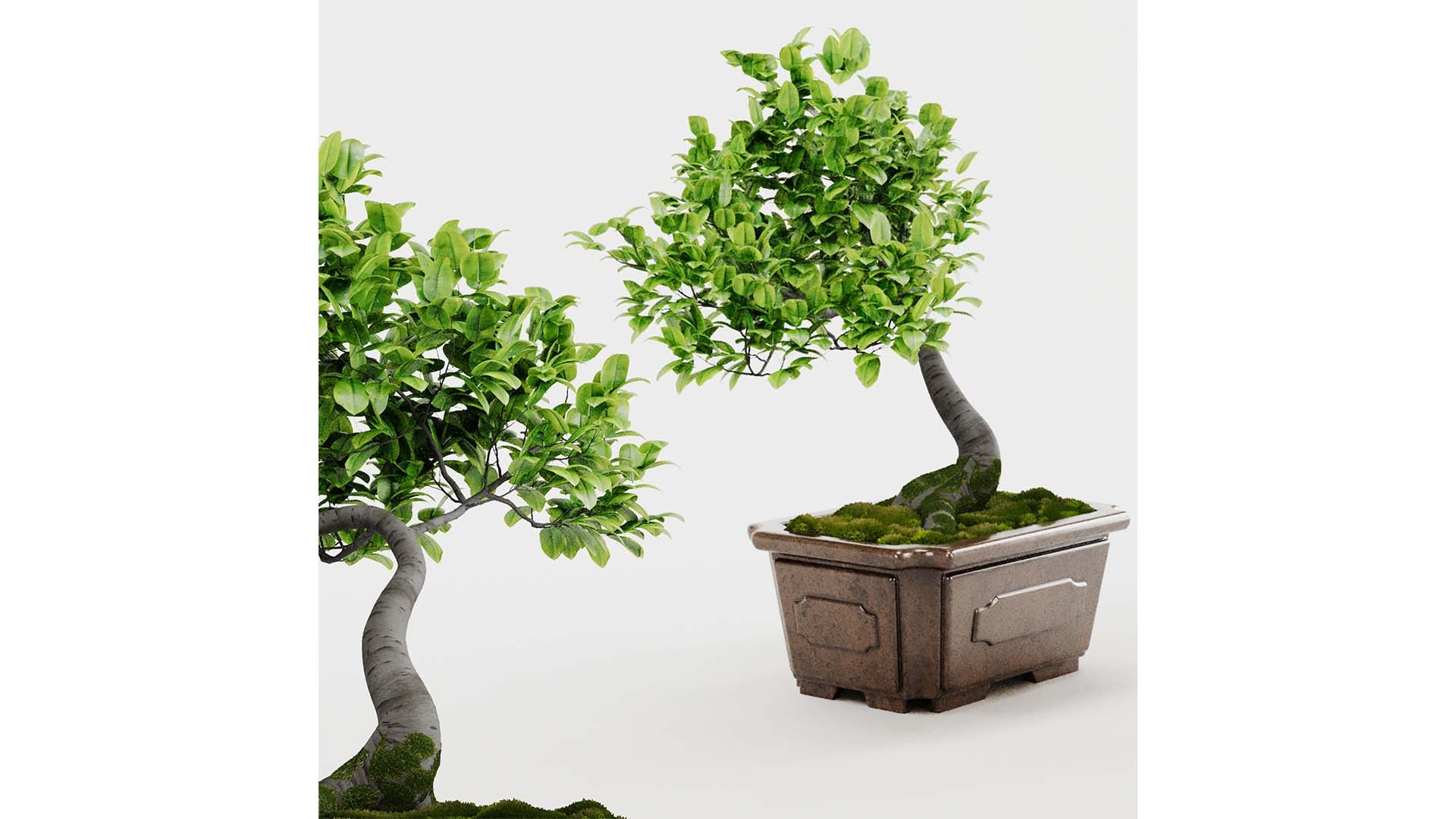 3D Model Indoor Plant Bonsai 02 - TurboSquid 2255789
