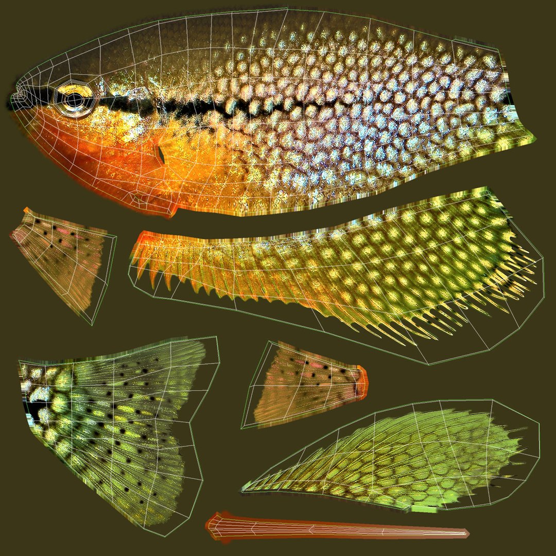 Freshwater Fish 3D - TurboSquid 1323567