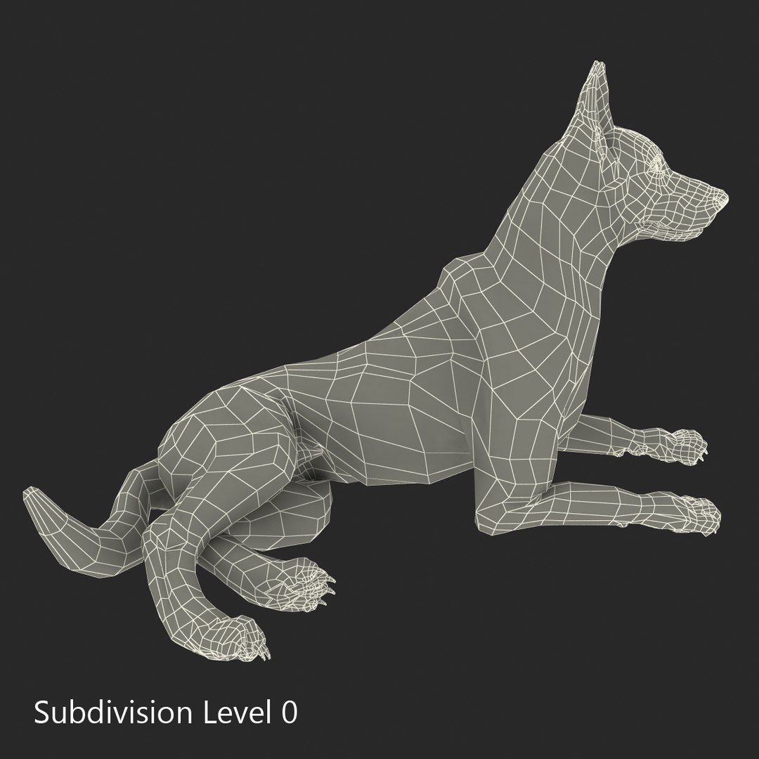 max white shepherd dog pose