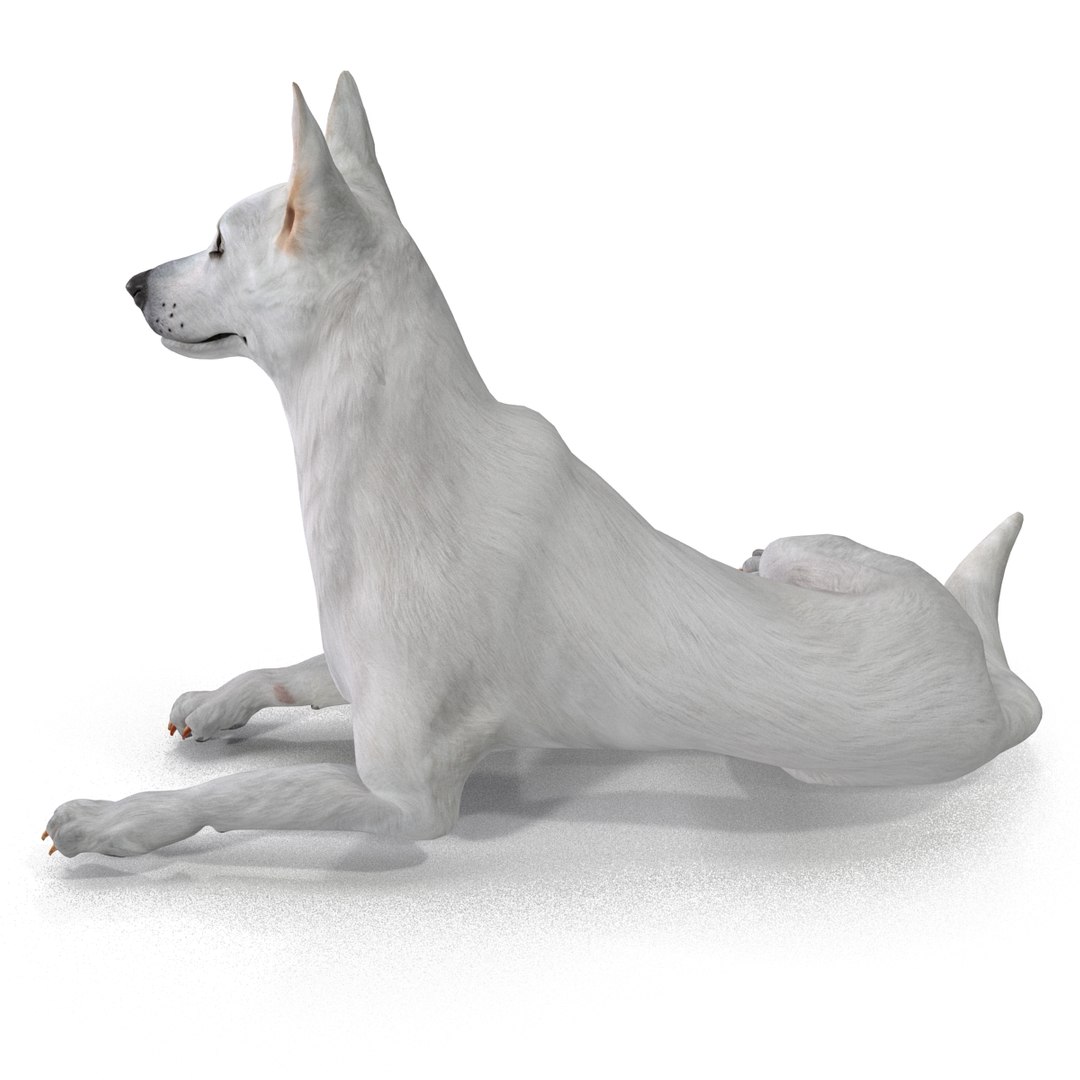 Max White Shepherd Dog Pose