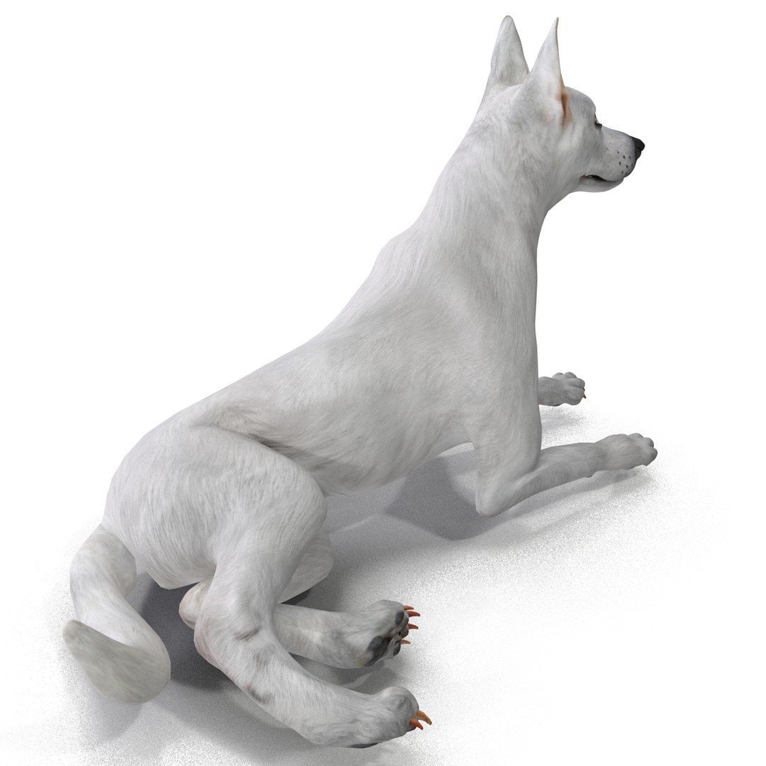 max white shepherd dog pose