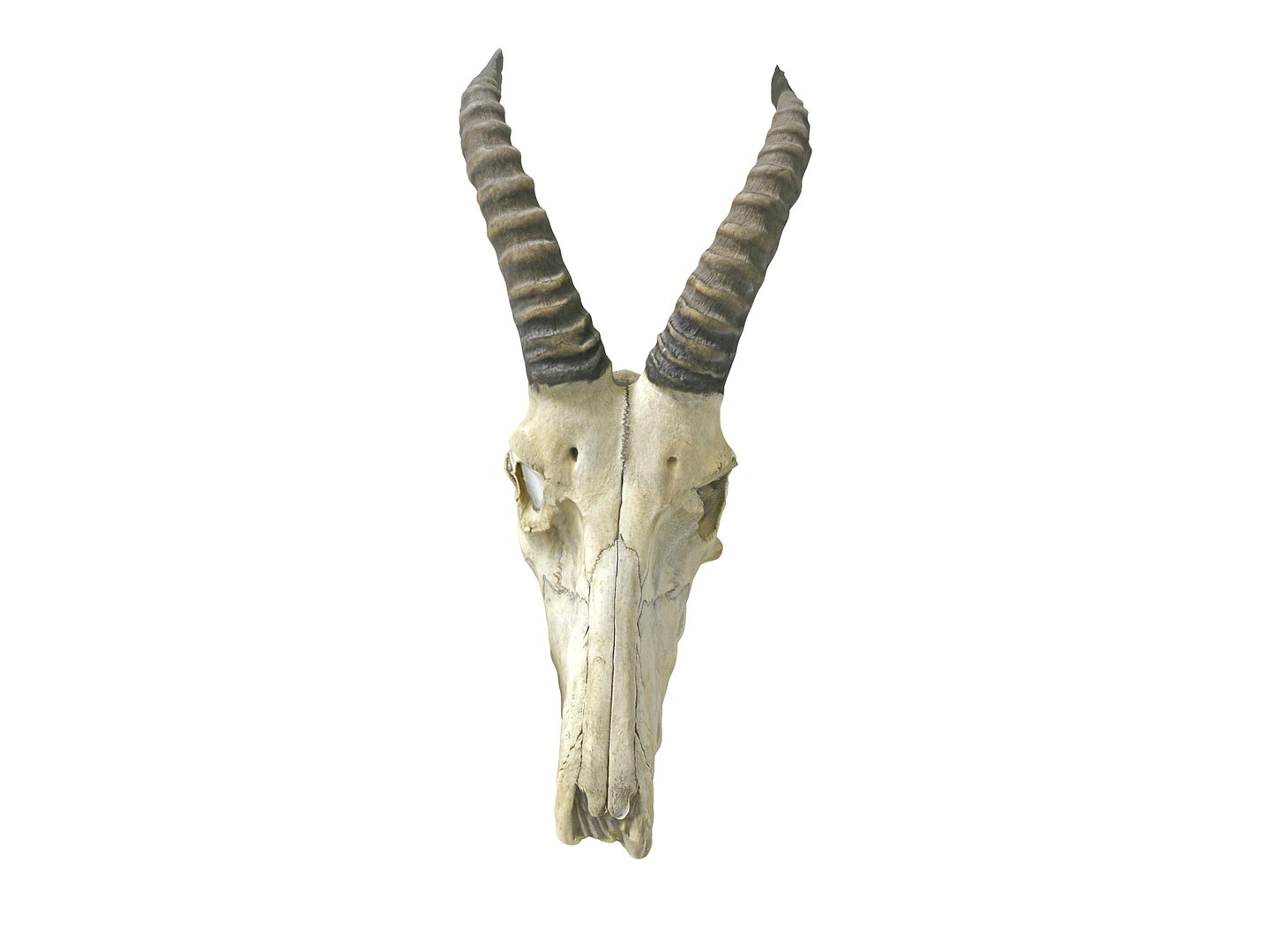 3D skull pack - TurboSquid 1573571