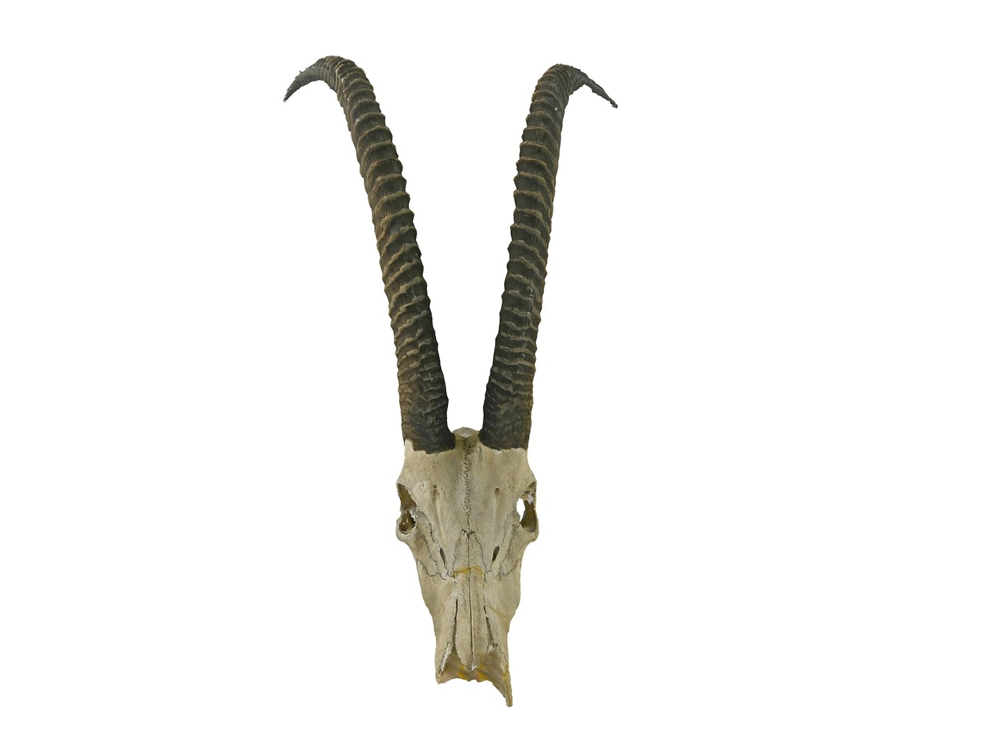 3D skull pack - TurboSquid 1573571