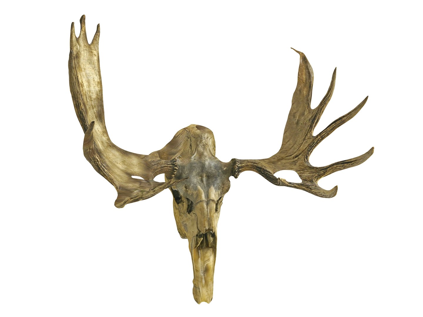 3D skull pack - TurboSquid 1573571