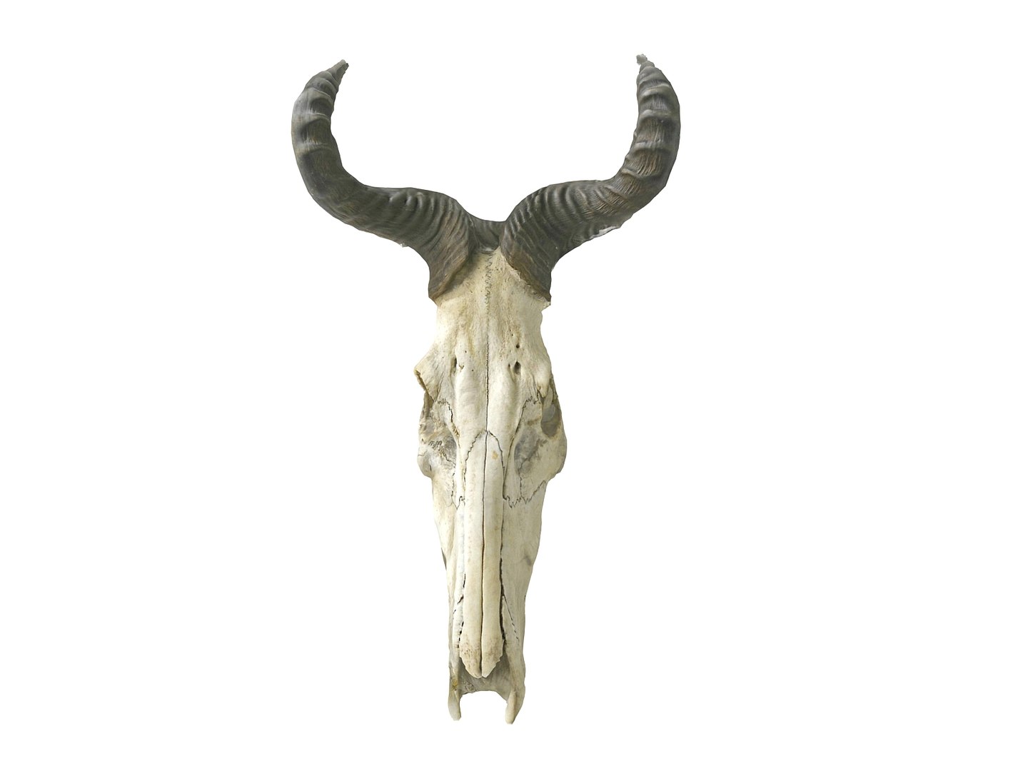 3D skull pack - TurboSquid 1573571