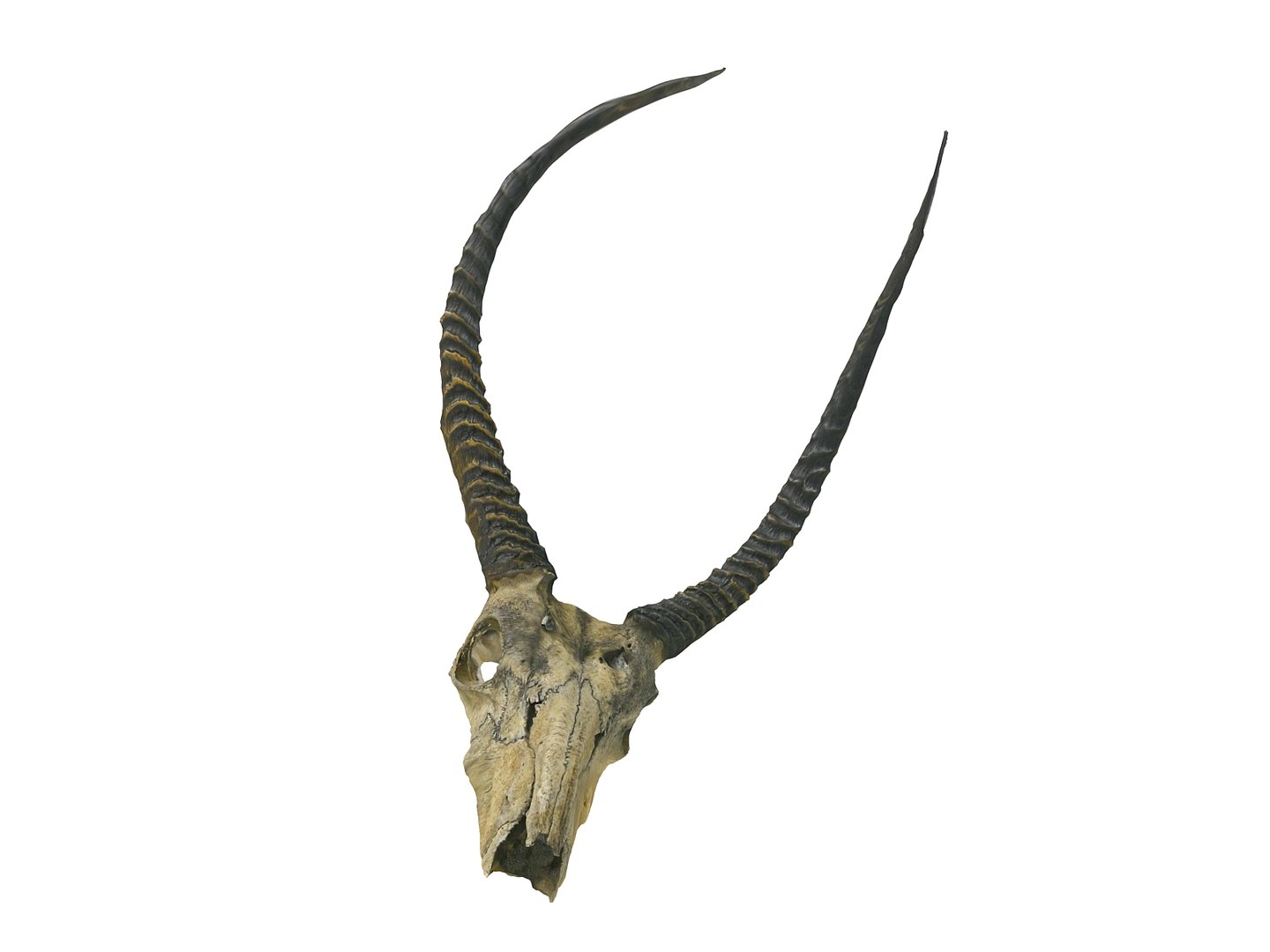 3D skull pack - TurboSquid 1573571